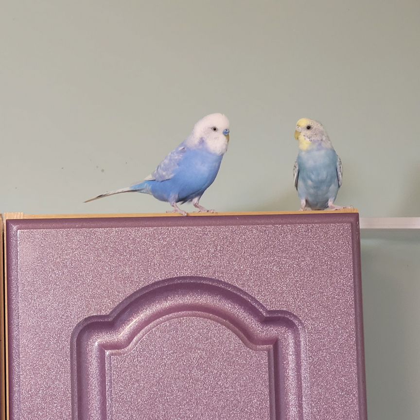 Волнистый попугай с клеткой