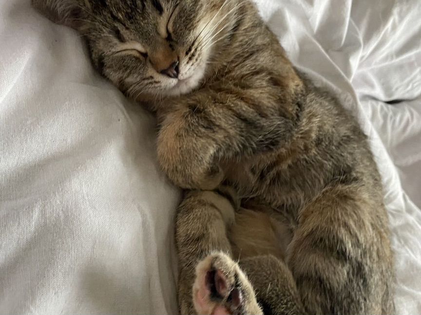Котенок в добрые руки
