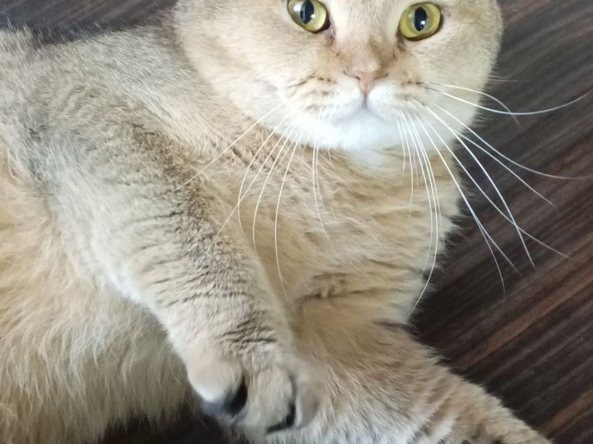 Кот скоттиш фолд вязка