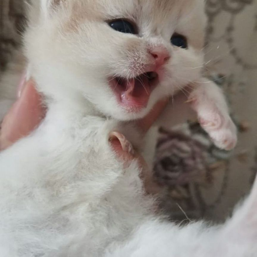 Шотландские котята