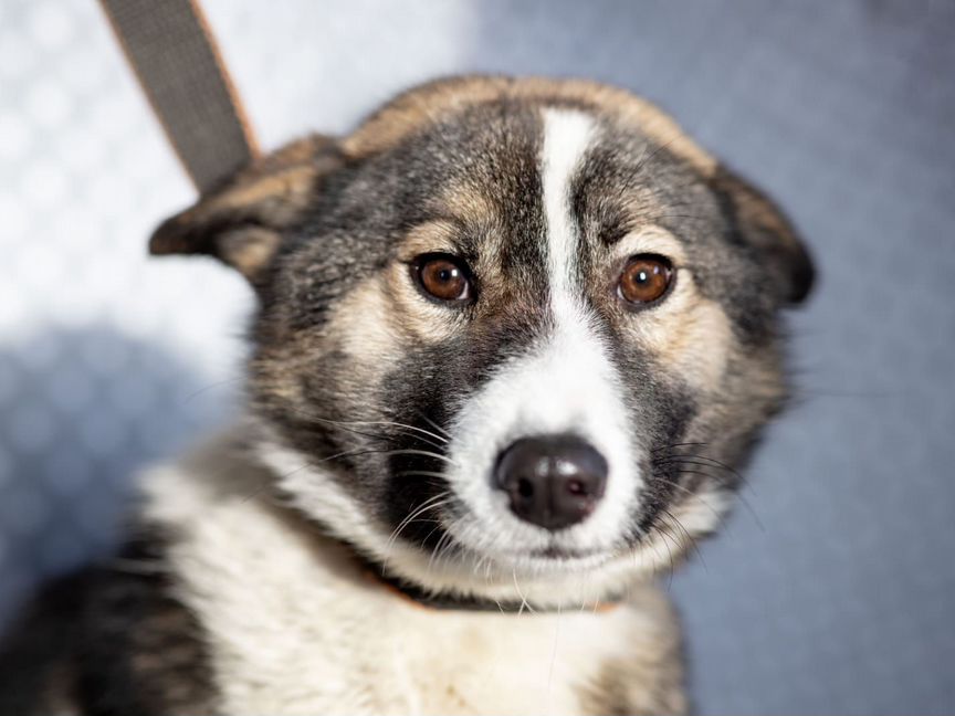 Лейла ищет дом