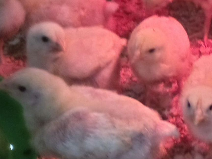 Индюшата, Бройлер 2-х недельный