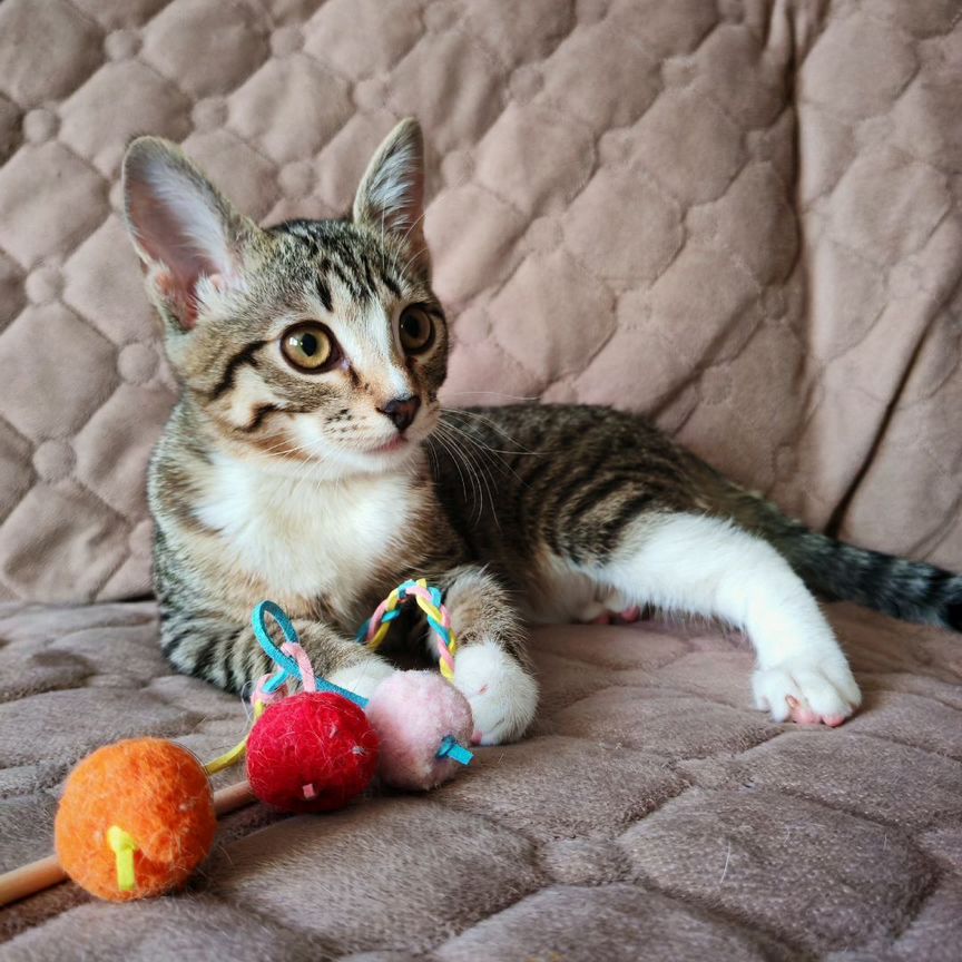 Котёнок в добрые руки