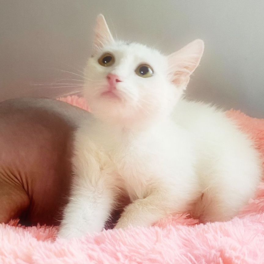 Котенок мальчик, 3,5 мес,ищет дом и любящую семью