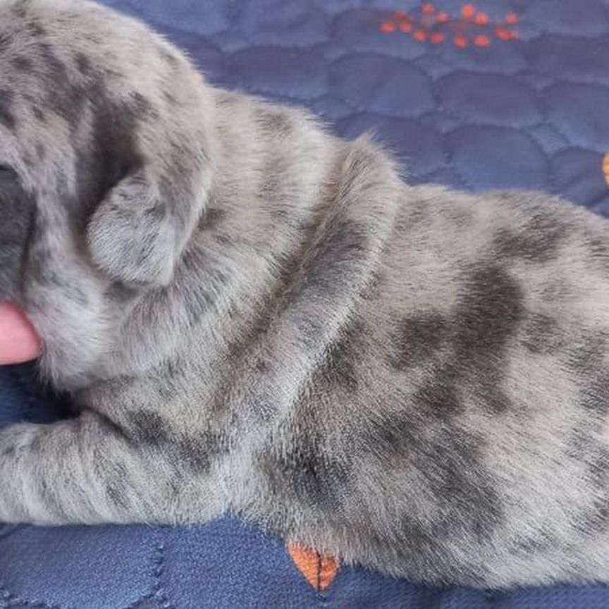 Французский бульдог щенки