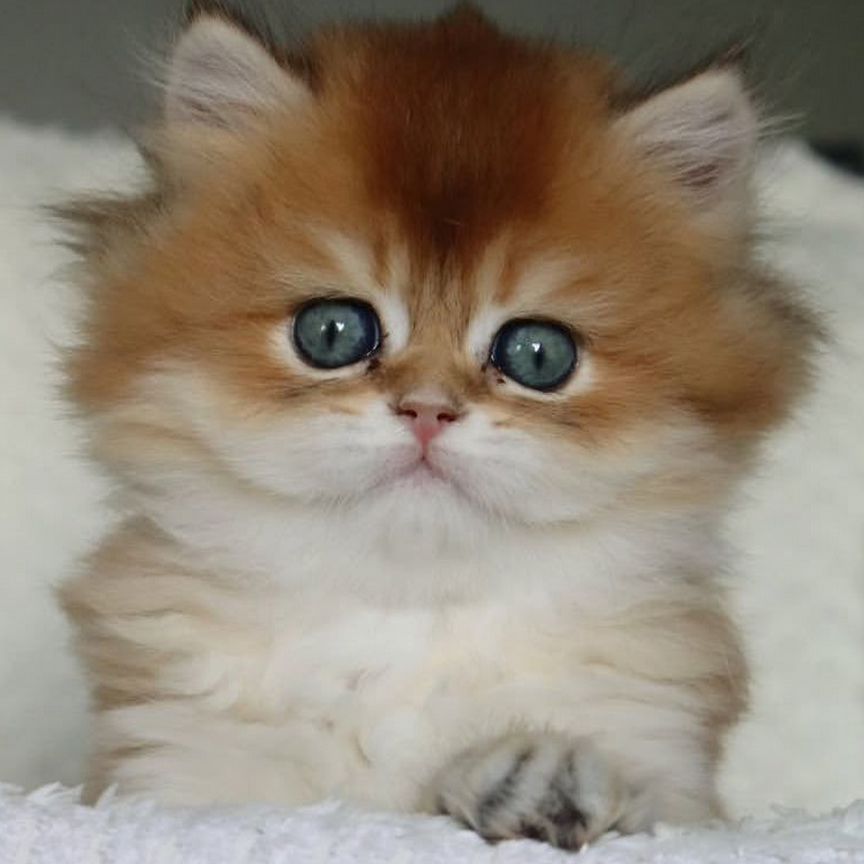 Британский короткошёрстный котёнок