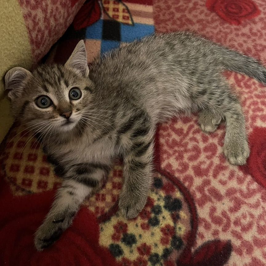 Отдам в хорошие руки котенка