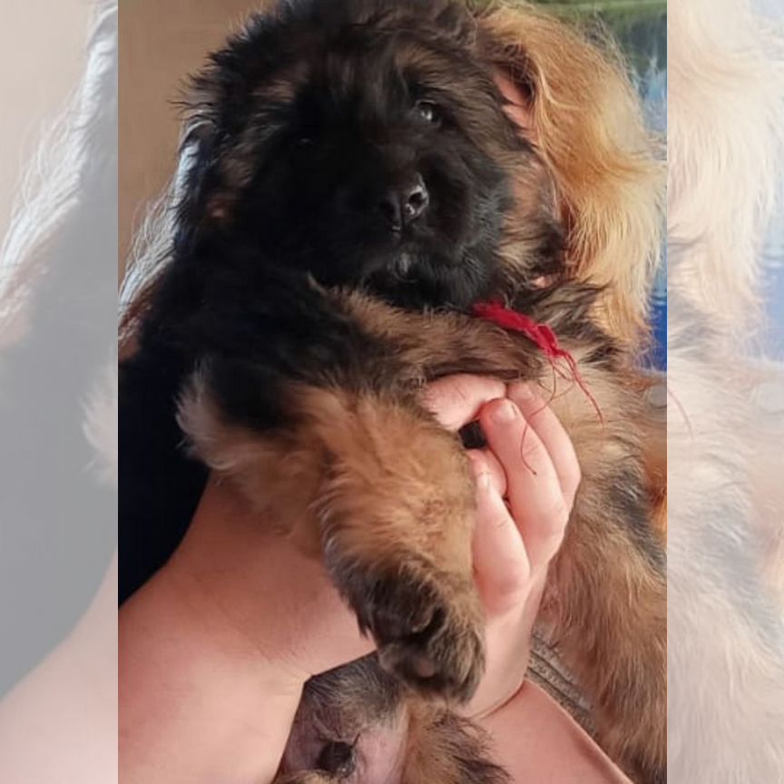 Немецкая овчарка, щенок