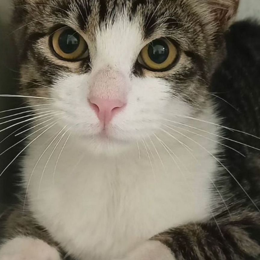 Нежный котик Кольт в добрые руки
