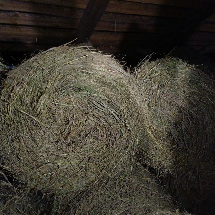 Продам сено в рулонах