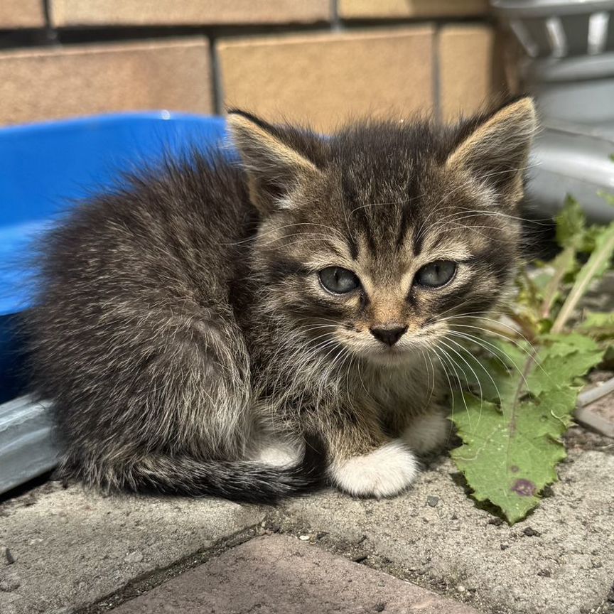 Котята в добрые руки бесплатно