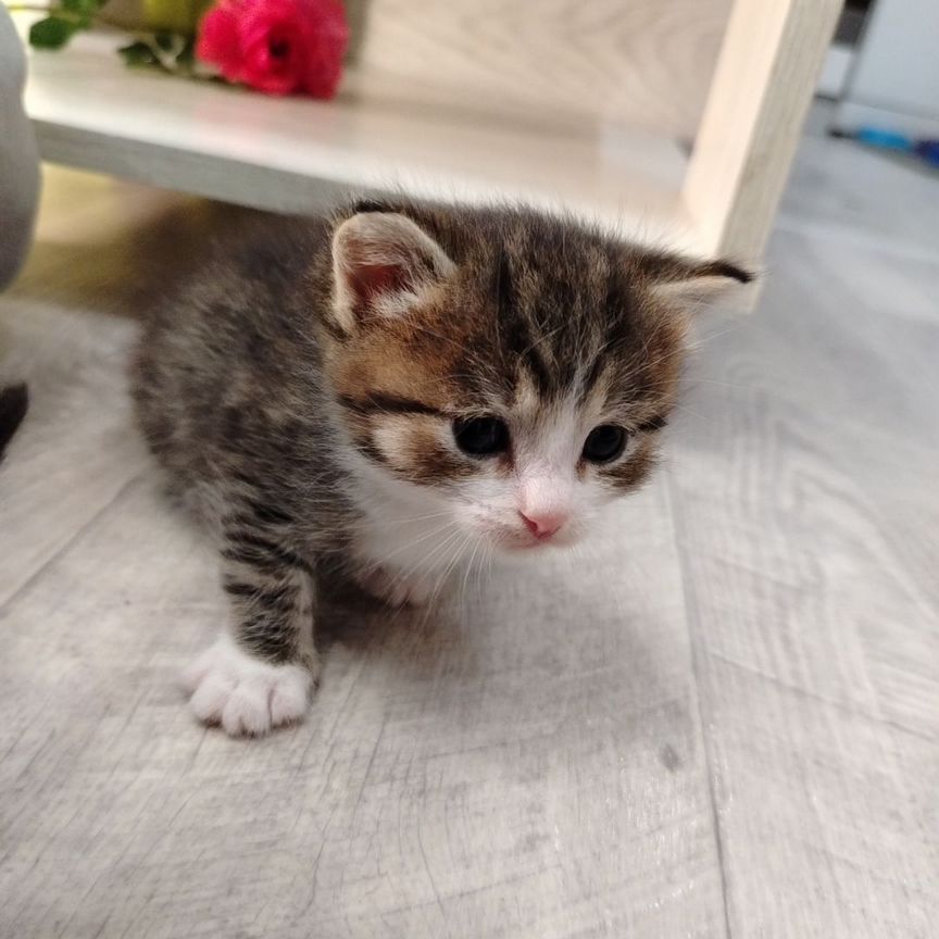 Котенок