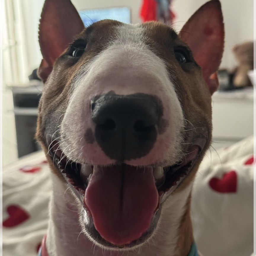 Мини-бультерьер, вязка