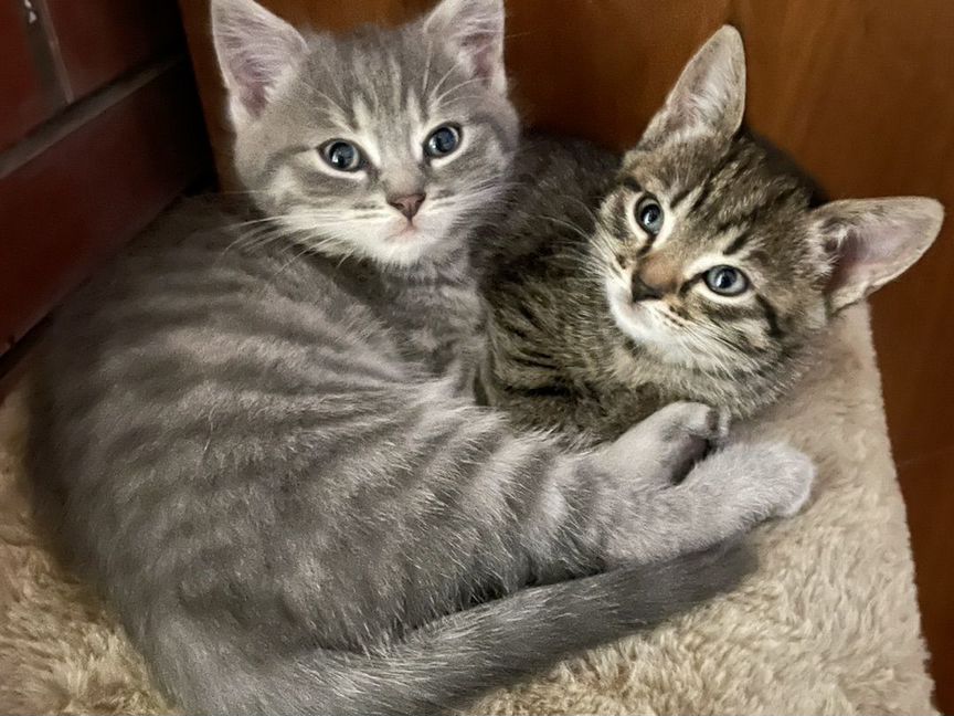 Котята