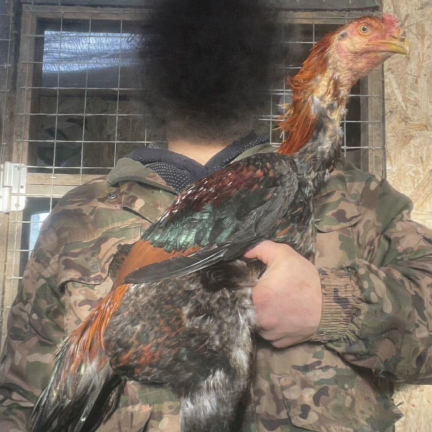 Бойцовый петушок О шамо