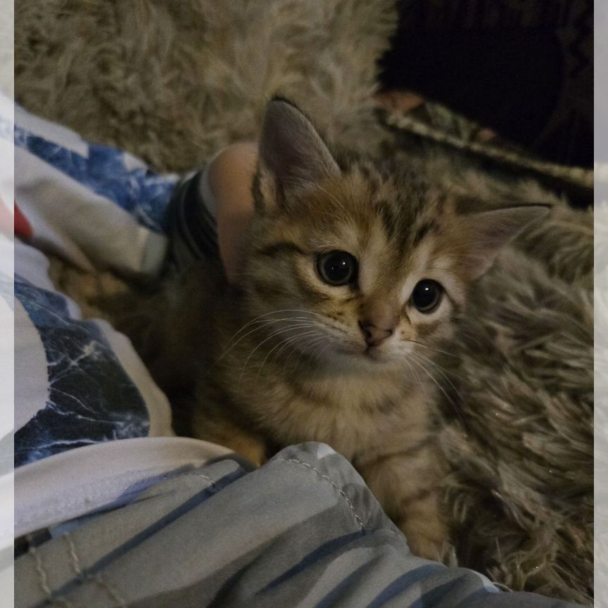 Котёнок в добрые руки