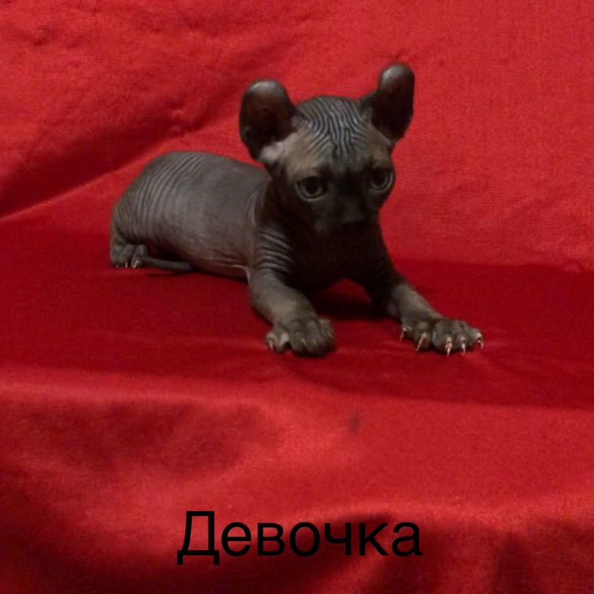 Сфинксы