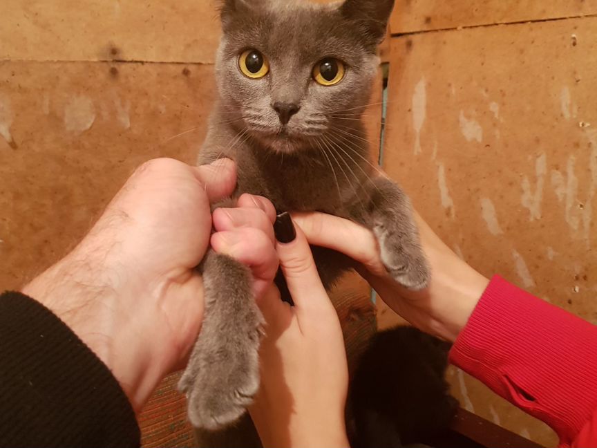 Отдам котят крысыловов
