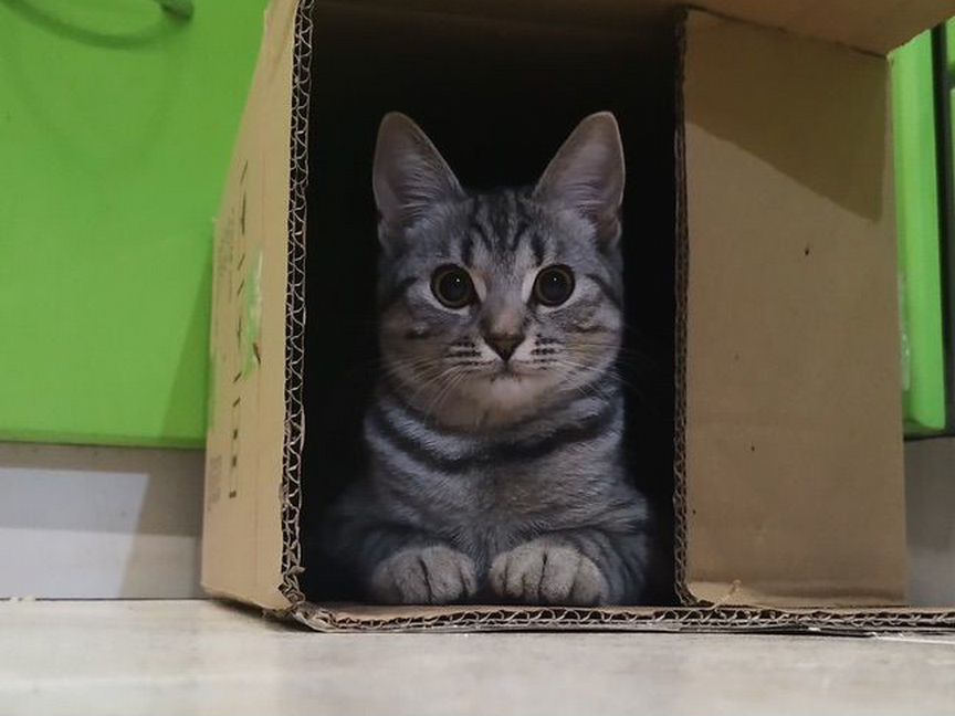 Шотландская прямоухая кошка