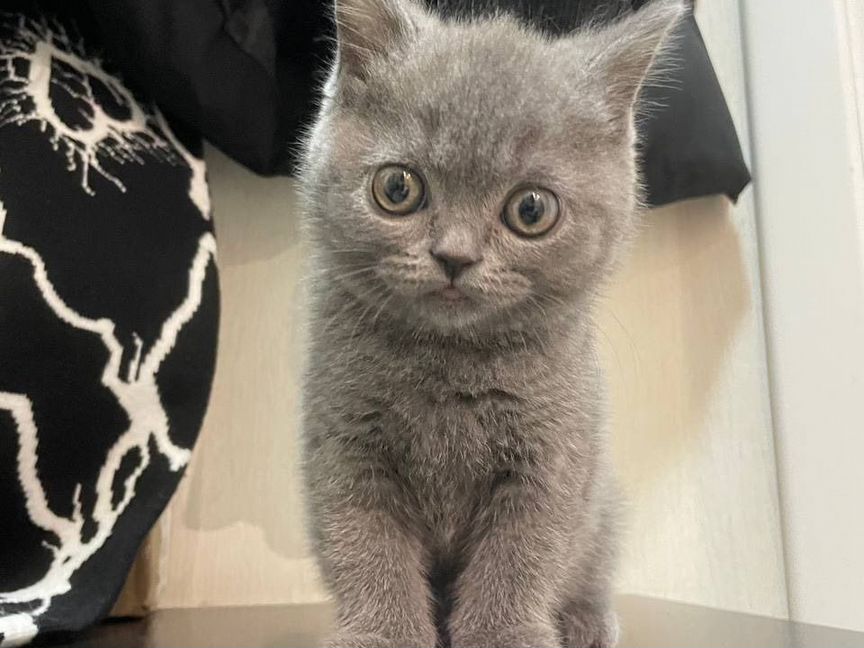 Котенок чистокровная британка