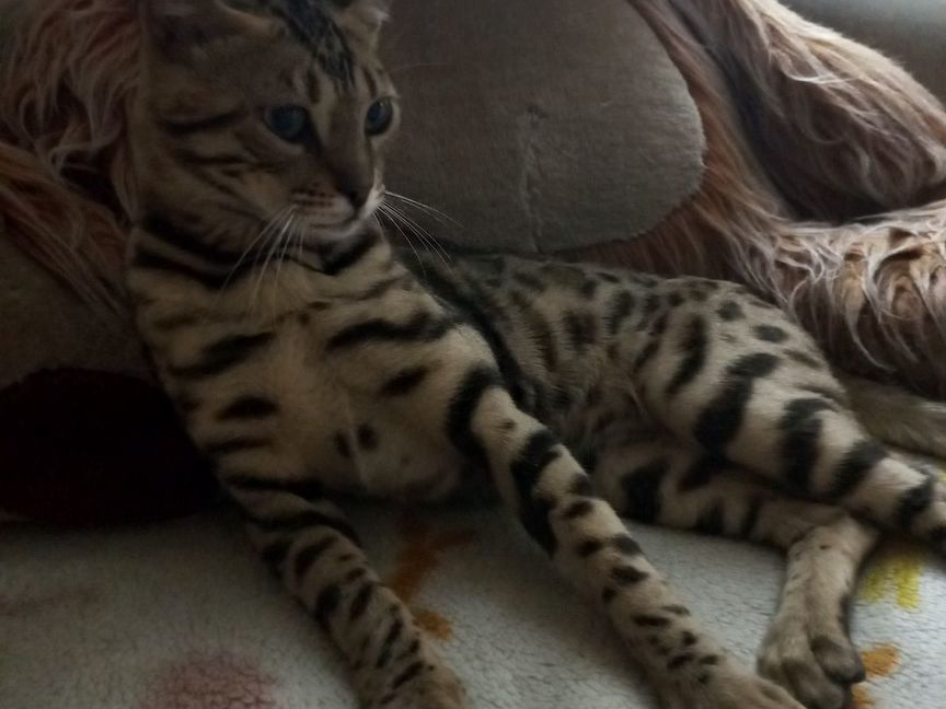 Кот Бенгальской породы