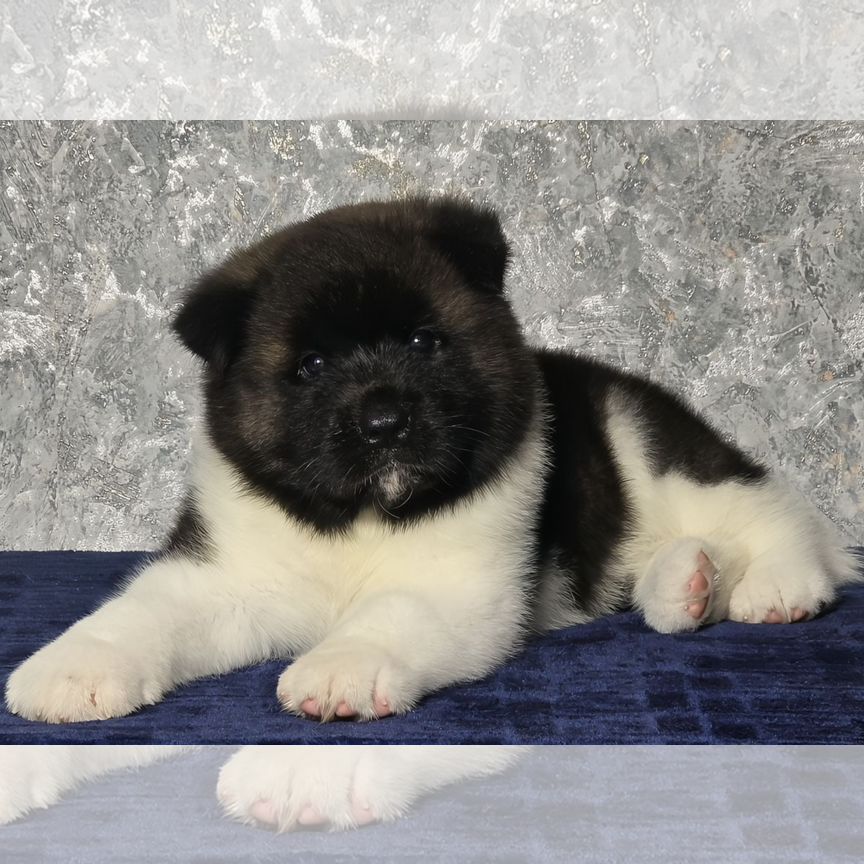 Американская акита, щенок