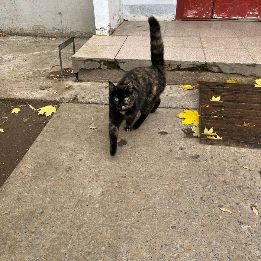 Кошка