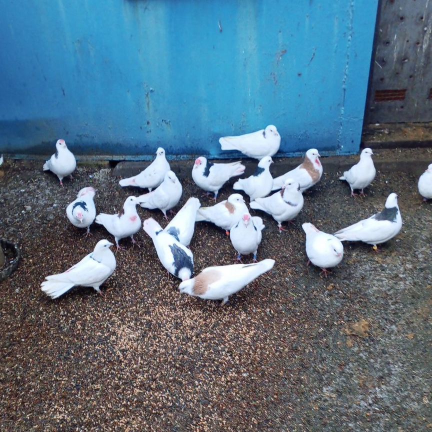 Продажа голубей