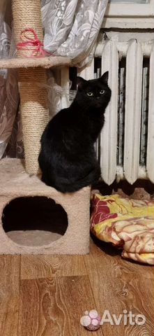 Три чёрных хвостика очень ждут свои семьи