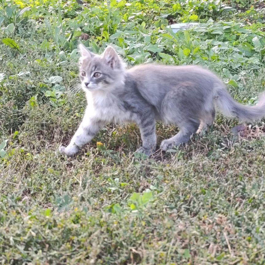 Котенок необыкновенной красоты