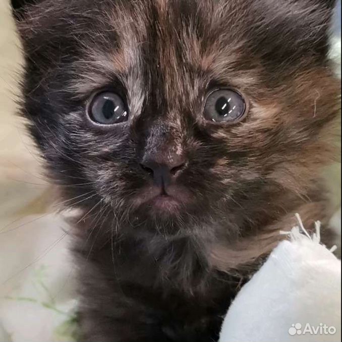 Котенок-совенок