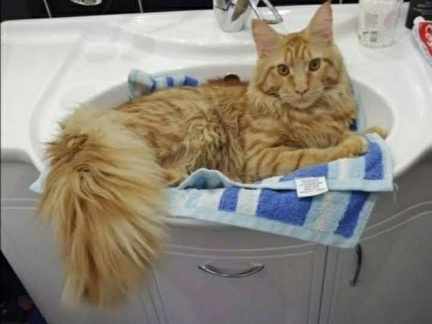 Отдам кота мейнкуна людям с кошкой такой породы