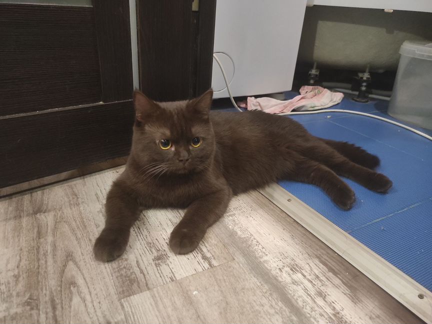 Британский мальчик