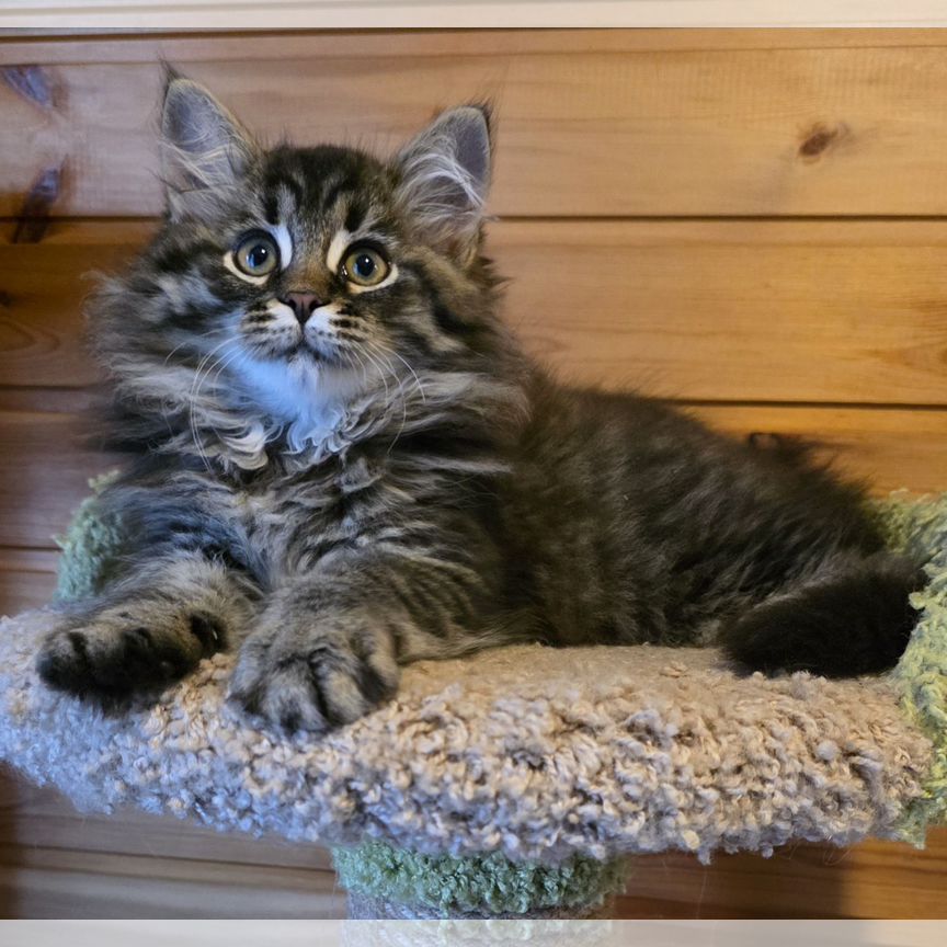 Сибирский котёнок