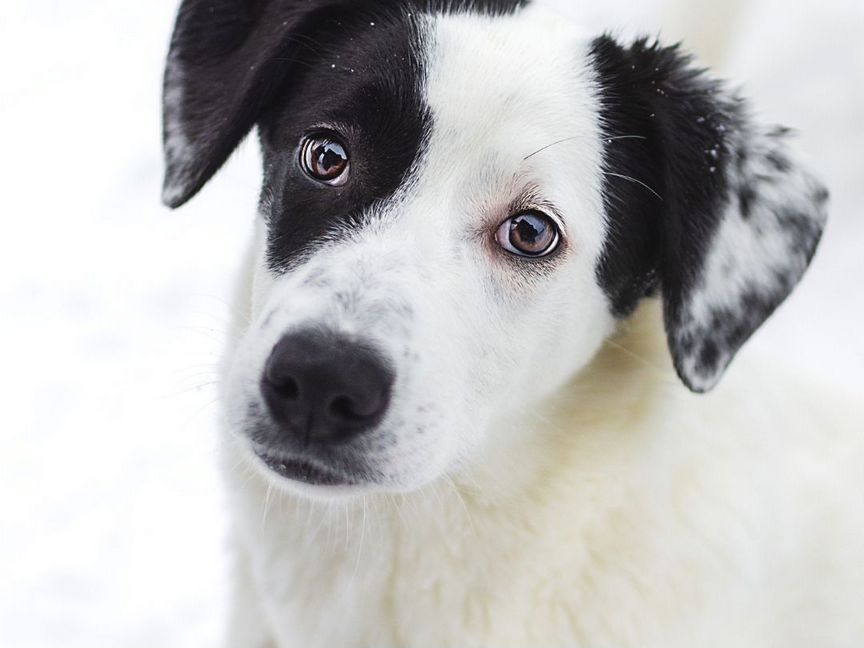 Собака Эмми в добрые руки