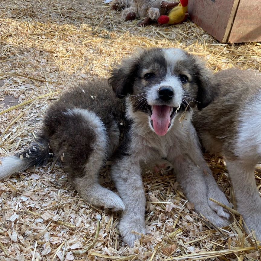 Щенки бесплатно