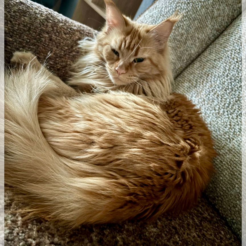 Мейн-кун, взрослая кошка