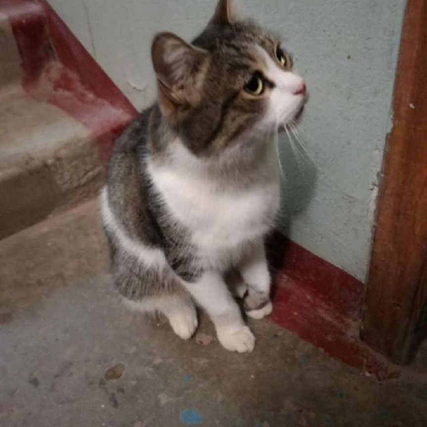 Домашний котик ищет дом
