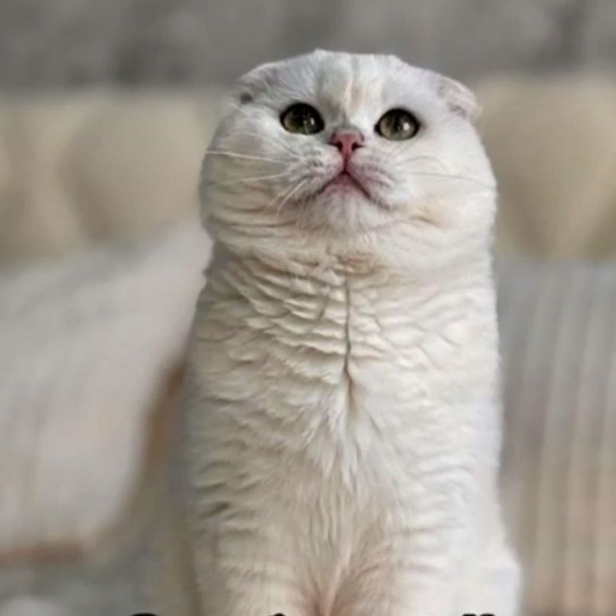 Шотландский кот вязка