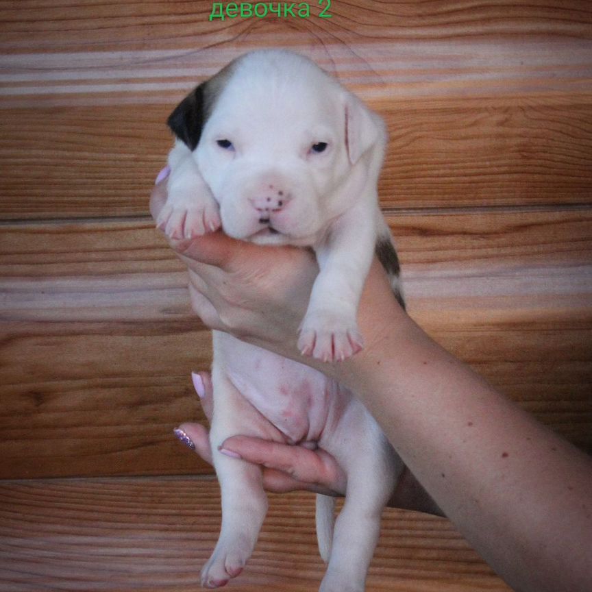 Щенки Амстафф терьера с родословной