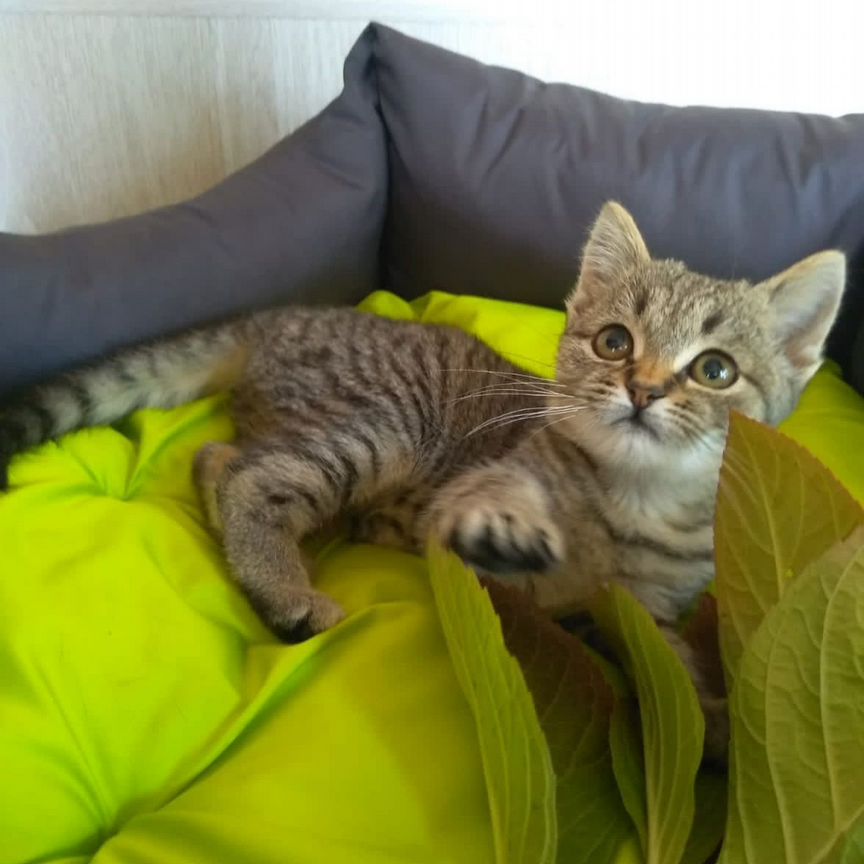 Малышка ищет семью