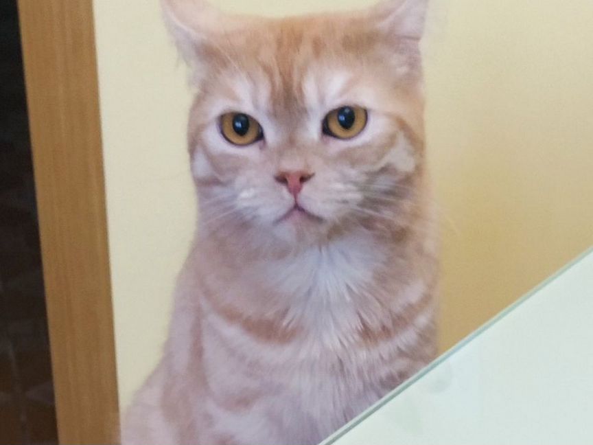 Рыжий ищет мам и пап