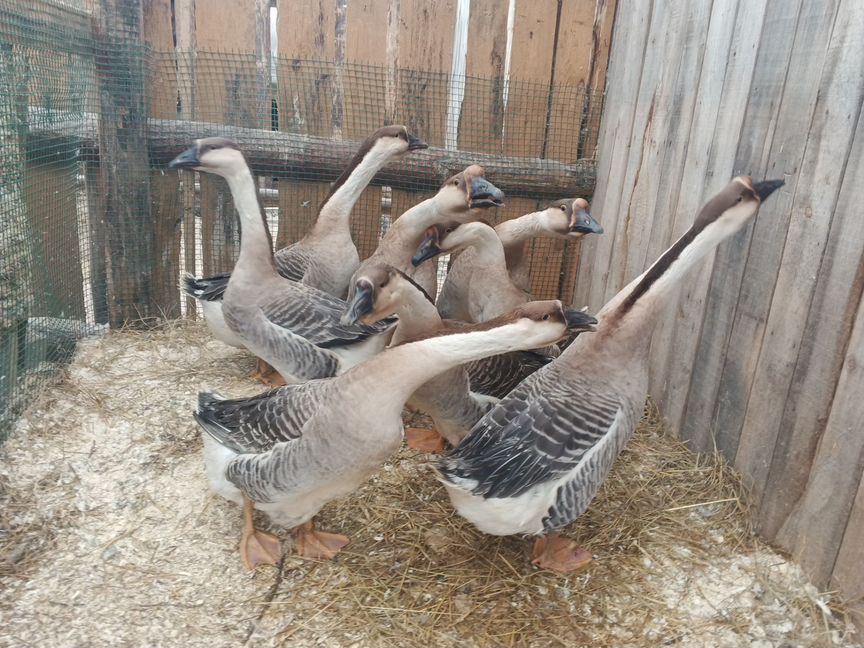 Гуси кубанские