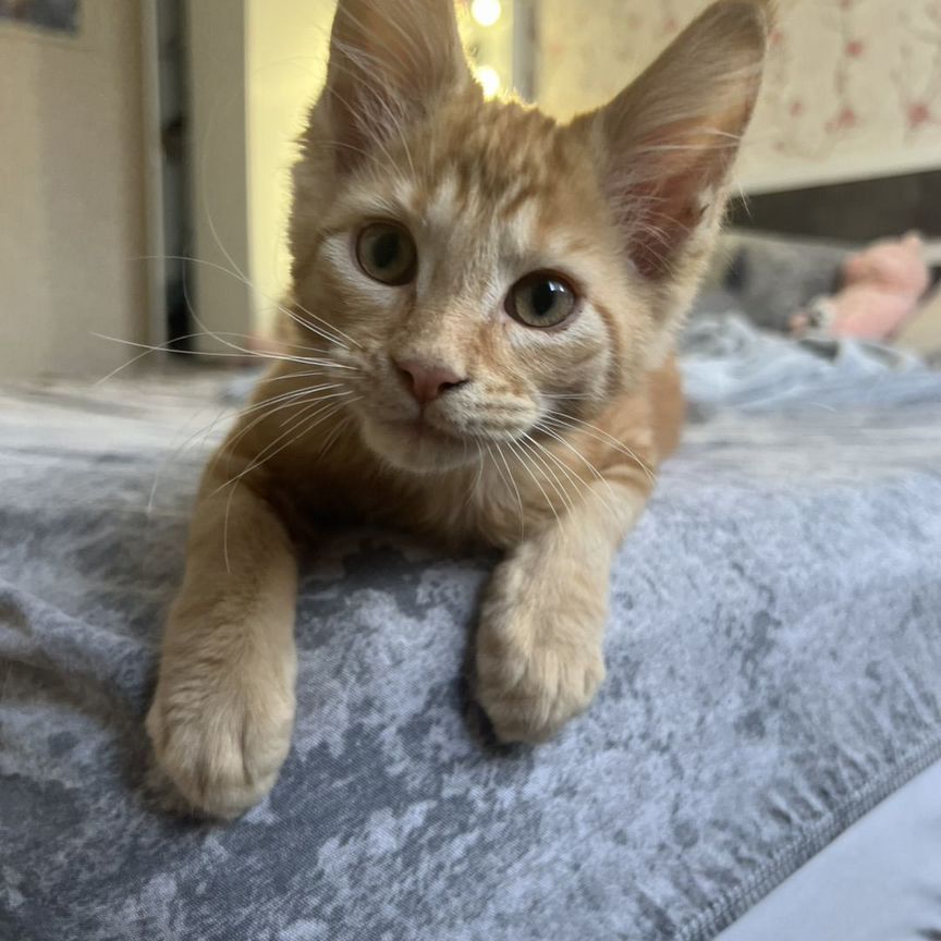 Рыжий котенок мейкун