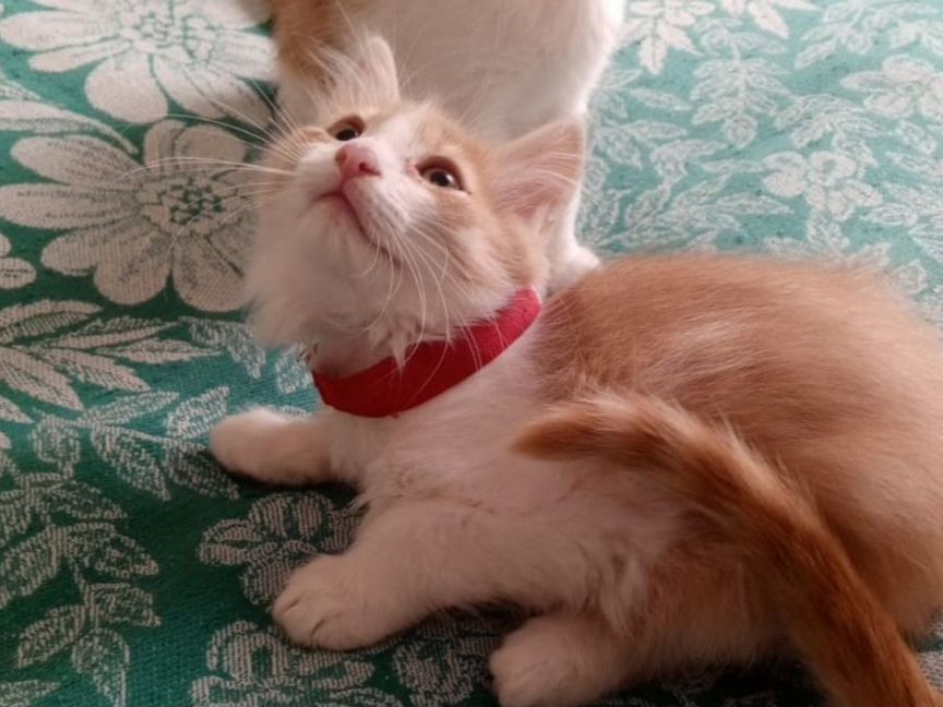 Котики маленькие рыжие