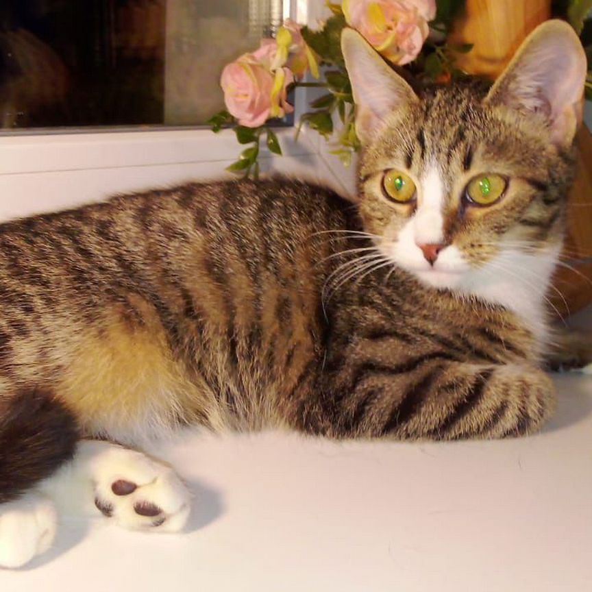 Котенок Яша