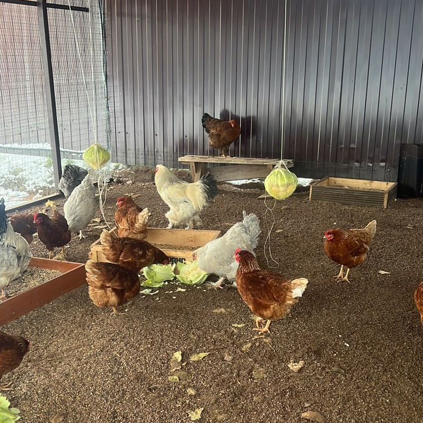 Куры несушки, Петухи и курочки Брама