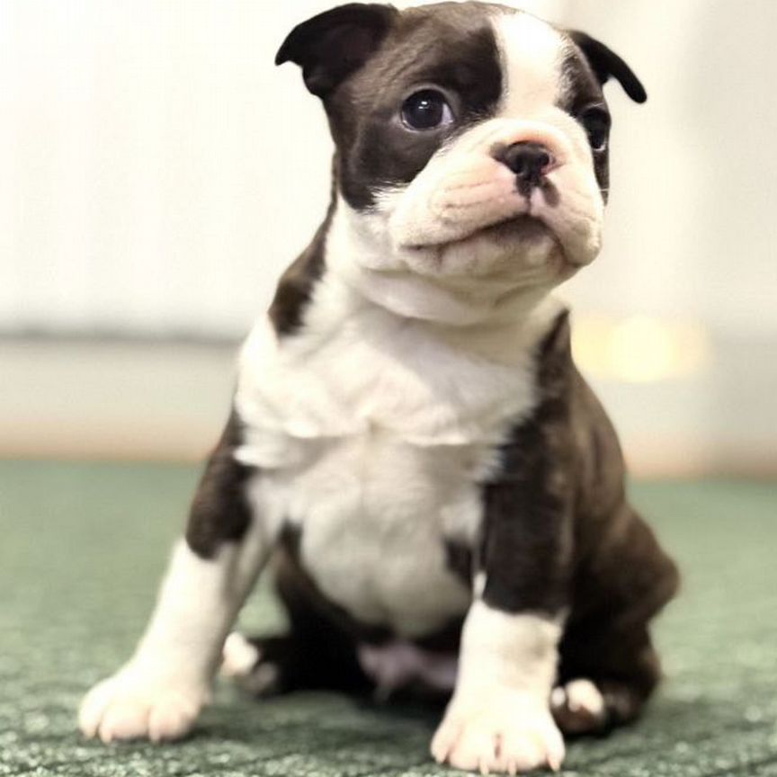 Бостон-терьер, щенок