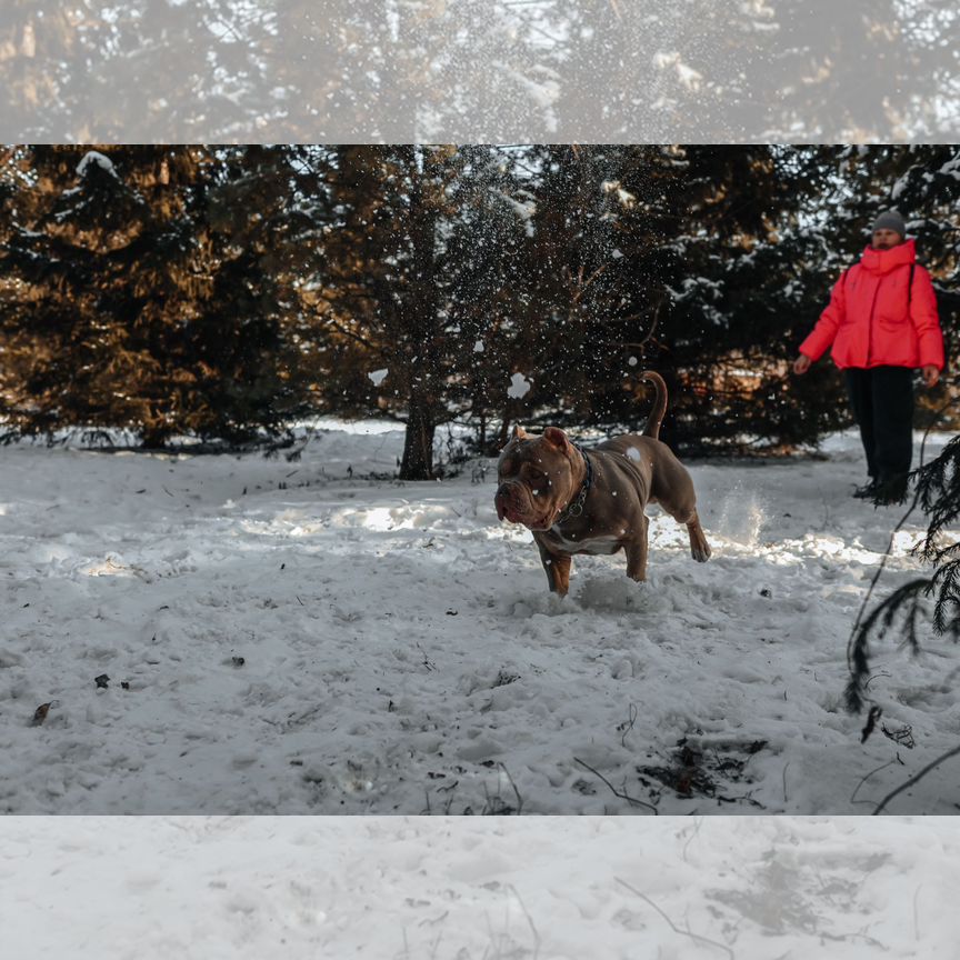 Американский булли, вязка