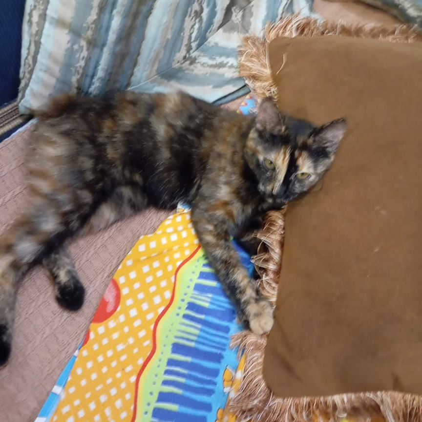 Курильский бобтейл в добрые руки